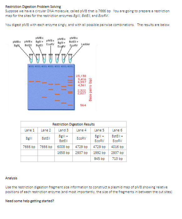 Solved Restriction Digestion Problem Solving Suppose we have | Chegg.com