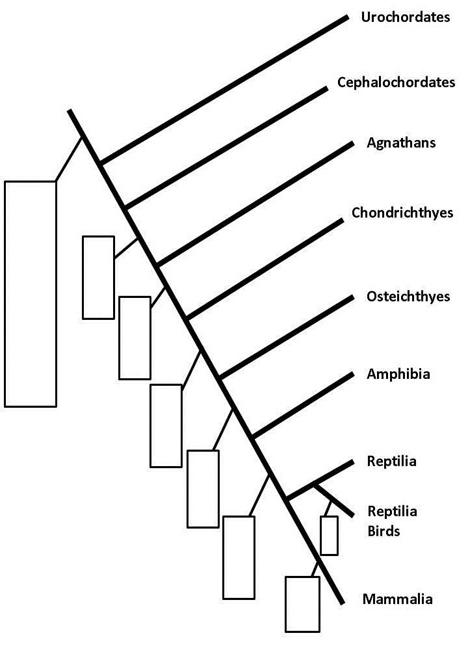 Solved Fill in the vertebrate tree below with the correct | Chegg.com