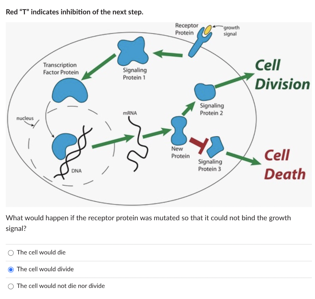 Solved Note: Green arrows indicate activation of the next | Chegg.com