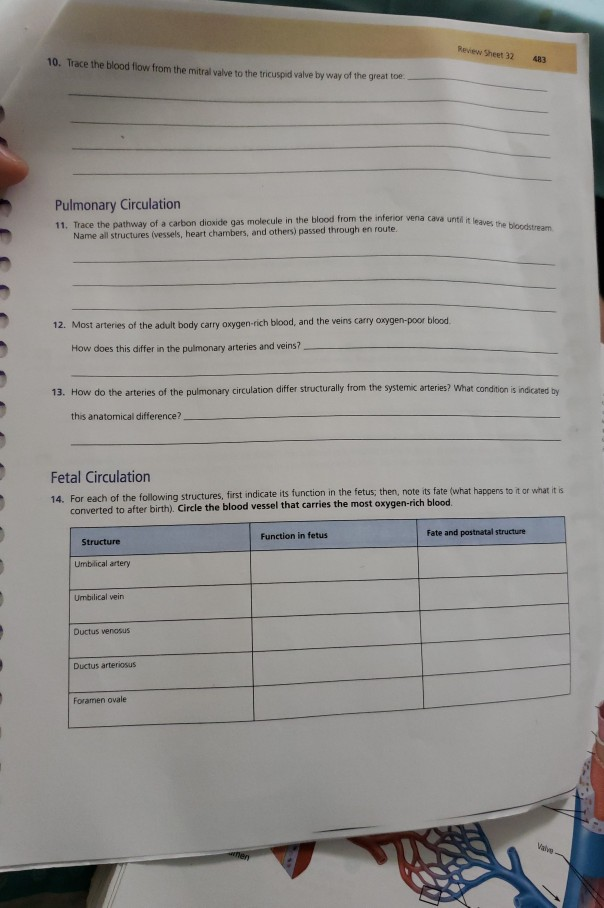 Major Systemic Arteries And Veins Of The Body Review Sheet 32
