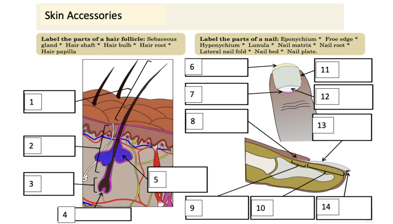Solved Skin Accessories Label the parts of a hair follicle: | Chegg.com