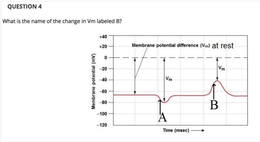 Solved QUESTION 4 What is the name of the change in Vm | Chegg.com