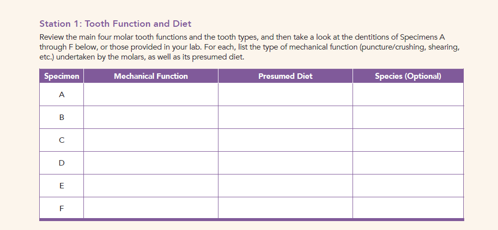 Station 1: Tooth Function and Diet Review the main | Chegg.com