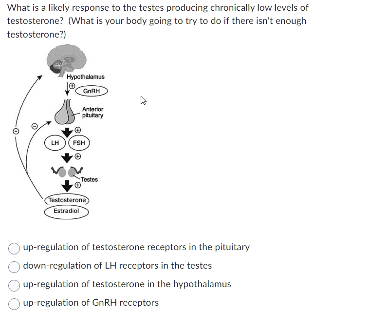Solved What is a likely response to the testes producing | Chegg.com