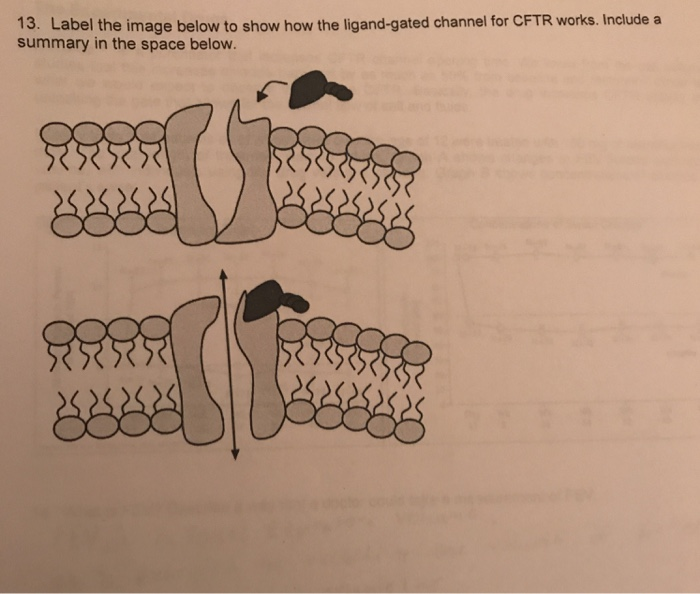 Solved 13. Label the image below to show how the | Chegg.com