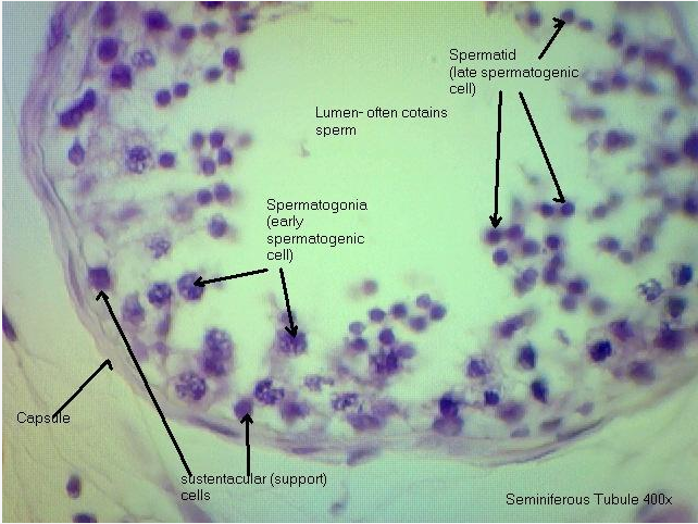 Sperm Microscope 400x