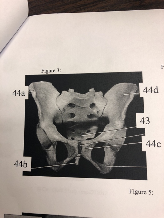 Solved Figure 3 44d 44a 43 44C 44b Figure 5: | Chegg.com