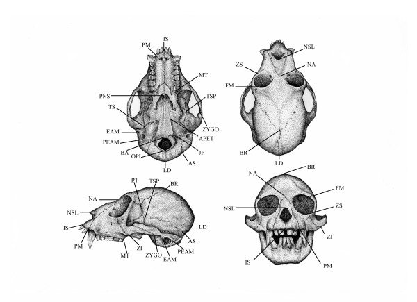 Solved BONE CLONES INC © Bone 6 Clones® 2014 PM NSL ZS | Chegg.com