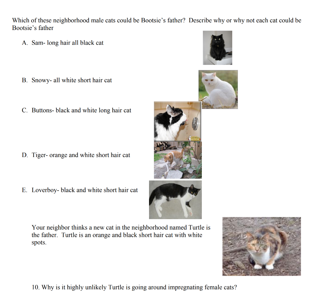 Cat Genetics Activity - BIO 350 Your neighbor tells | Chegg.com