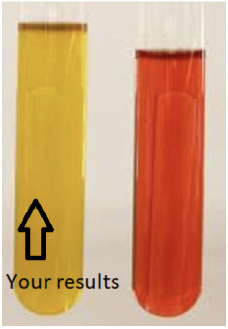 Solved Below is dichotomous key. We are trying to find our | Chegg.com