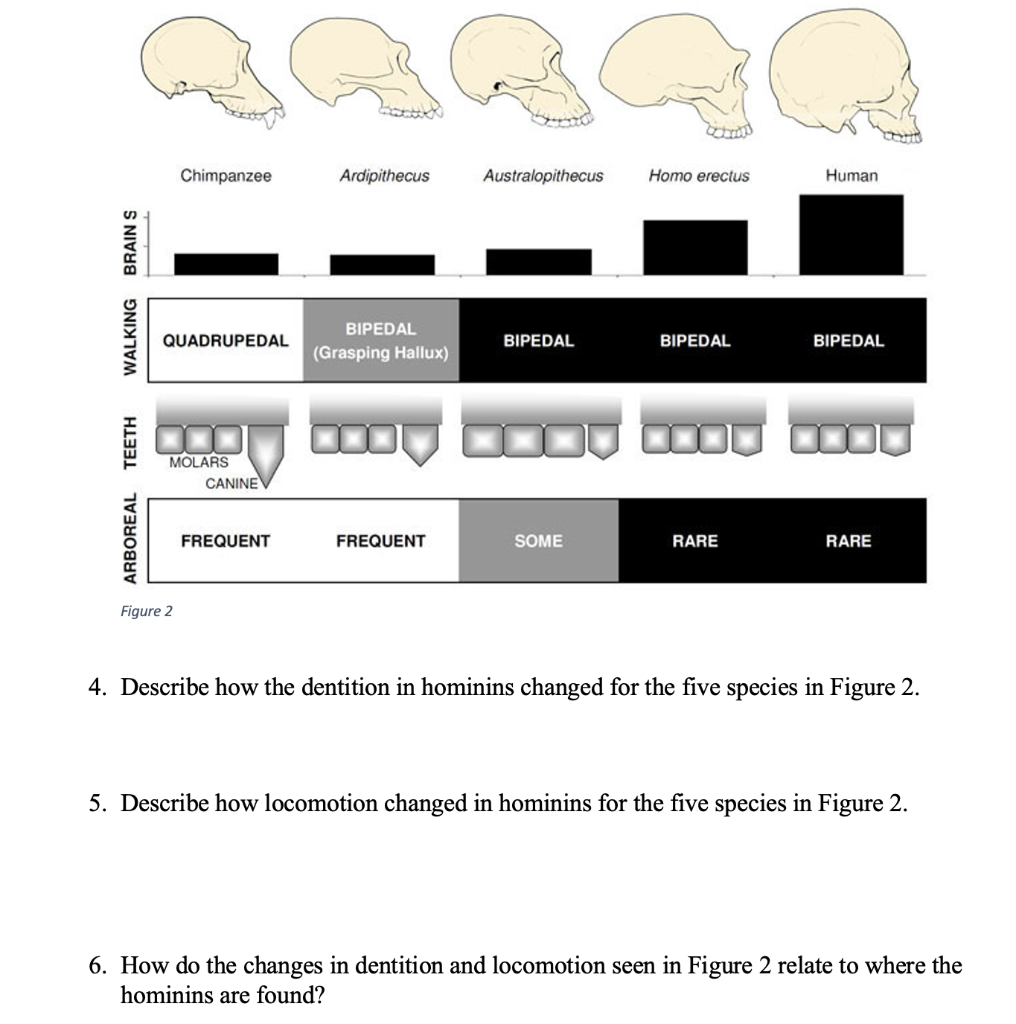 Solved Chimpanzee Ardipithecus Australopithecus Homo erectus | Chegg.com
