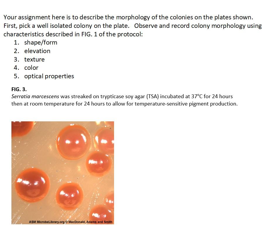 Solved Your assignment here is to describe the morphology of | Chegg.com