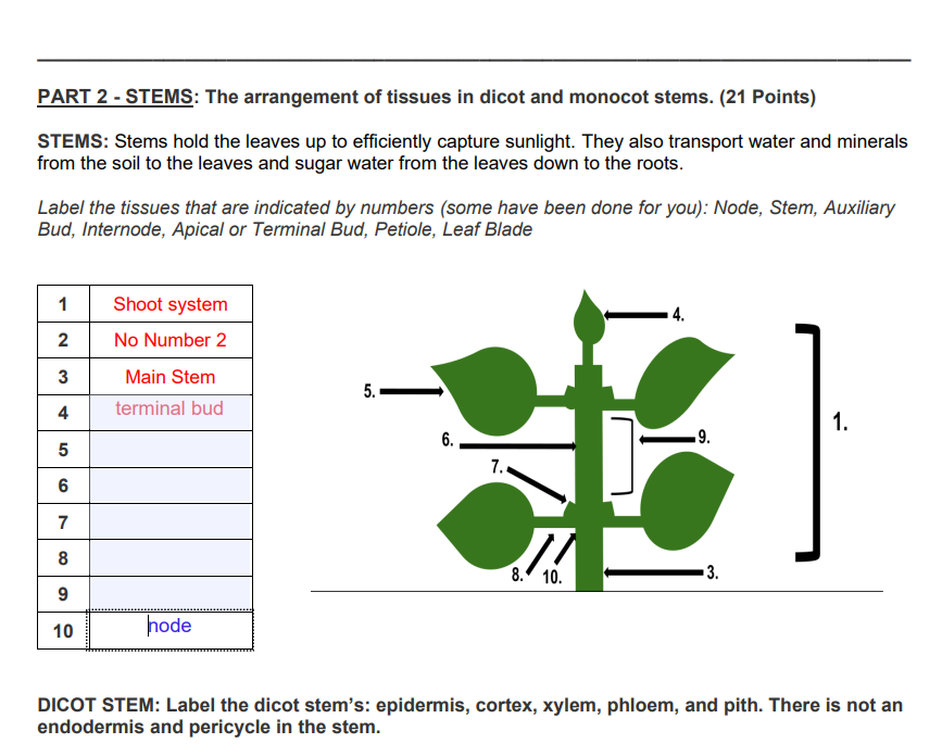 Solved PART 2 - STEMS: The arrangement of tissues in dicot | Chegg.com