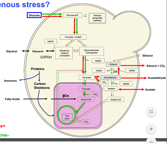 Yeast metabolism and glycerol / ethanol | Chegg.com