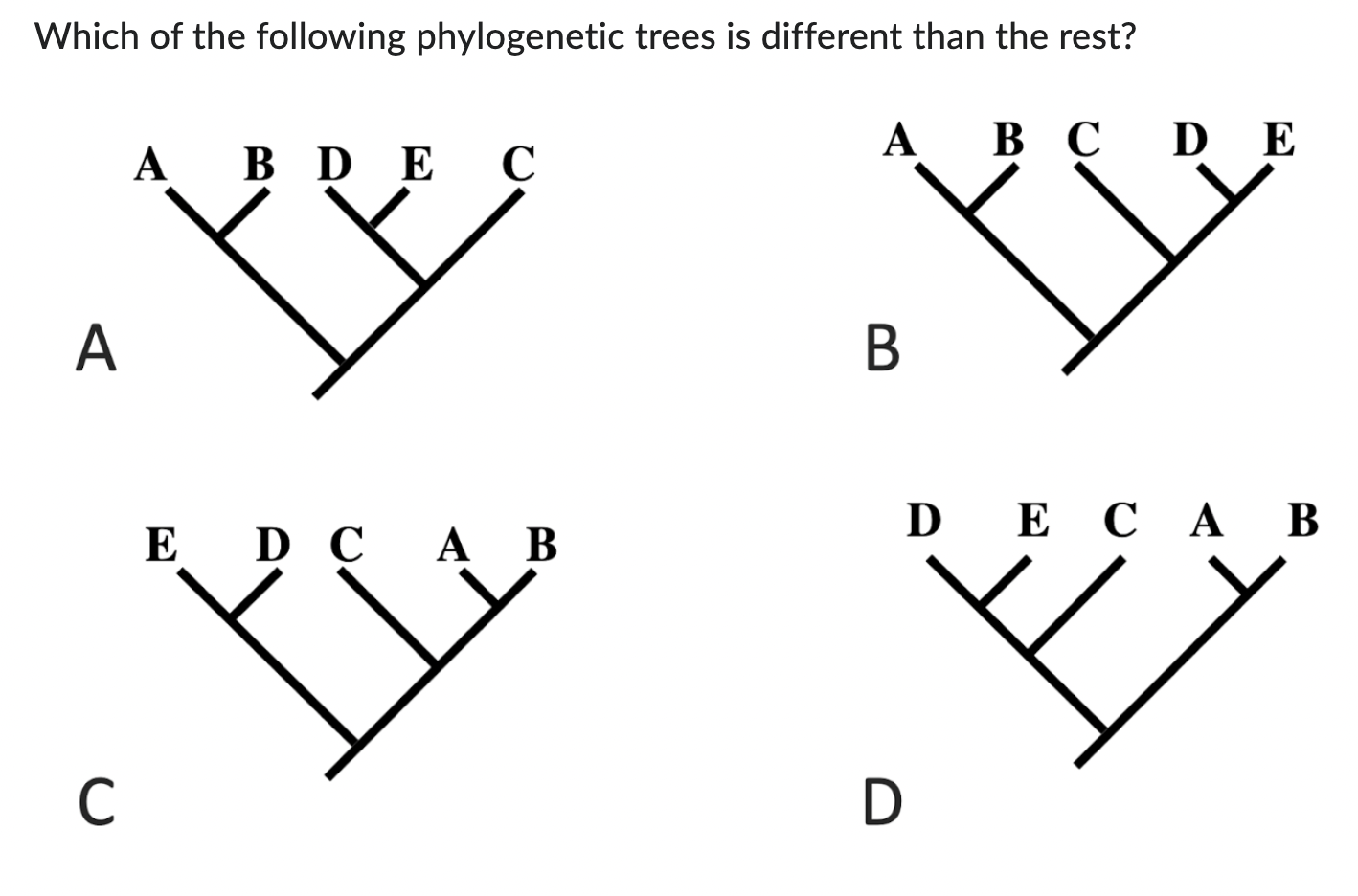 Solved Which of the following phylogenetic trees is | Chegg.com