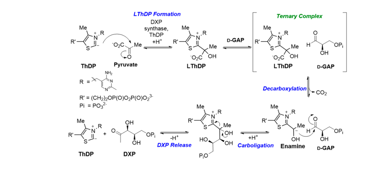 Solved A crude representation of the DXP synthase active | Chegg.com