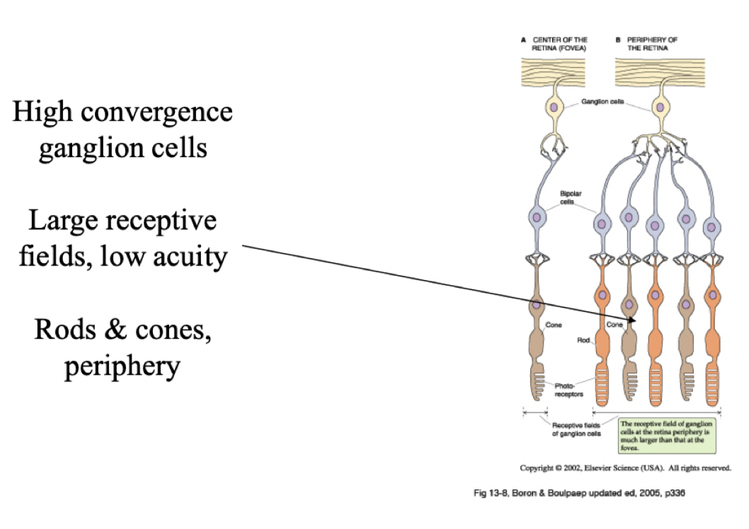Solved Ganglion cell receptive fields Are roughly circular | Chegg.com