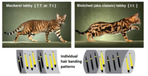 Solved 9) In domestic cats, there are two main versions of | Chegg.com