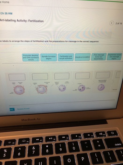 Solved e Home Ch 29 HW Art-labeling Activity: Fertilization | Chegg.com