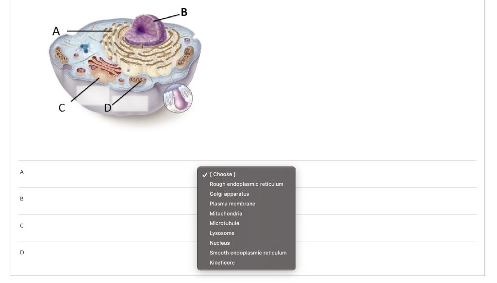 Solved This is a biology class. Please match each letter in | Chegg.com
