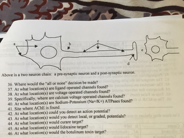 Solved Above is a two neuron chain: a pre-synaptic neuron | Chegg.com