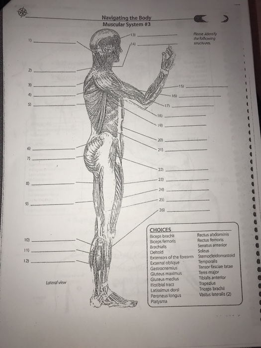 Solved Navigating the Body Muscular System #3 Please | Chegg.com