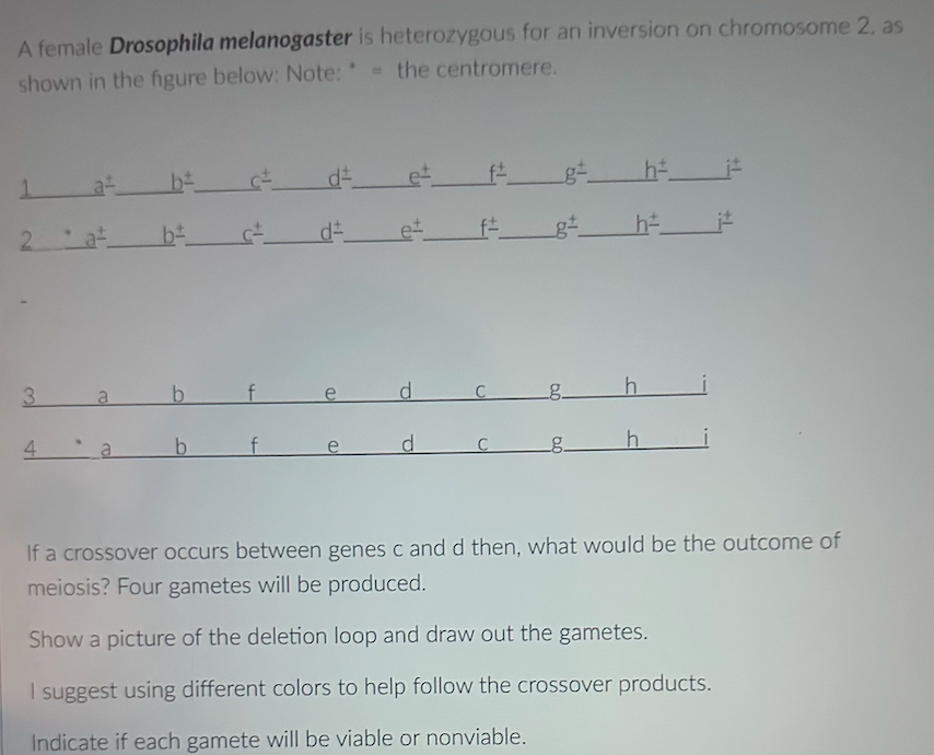 Solved A female Drosophila melanogaster is heterozygous for | Chegg.com