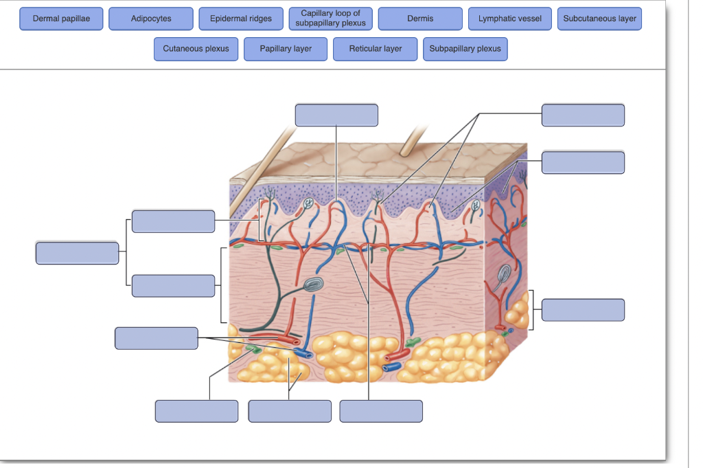 Solved Dermal papillae Adipocytes Epidermal ridges Capillary | Chegg.com