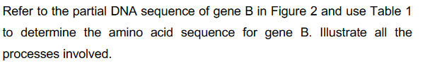 Solved Refer to the partial DNA sequence of gene B in Figure | Chegg.com
