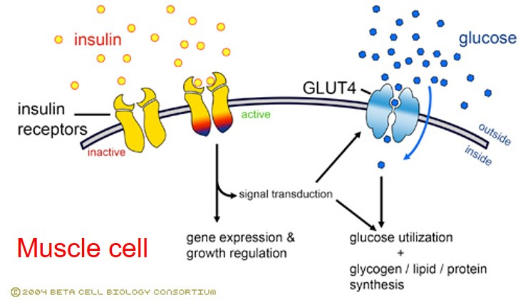 Solved insulin o o o glucose GLUT4 insulin receptors active | Chegg.com