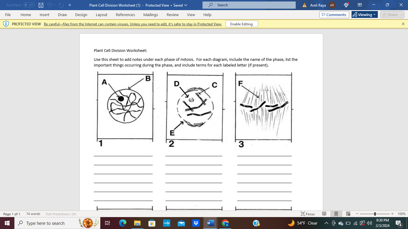 Solved Plant Cell Division Worksheet:Use this sheet to add | Chegg.com