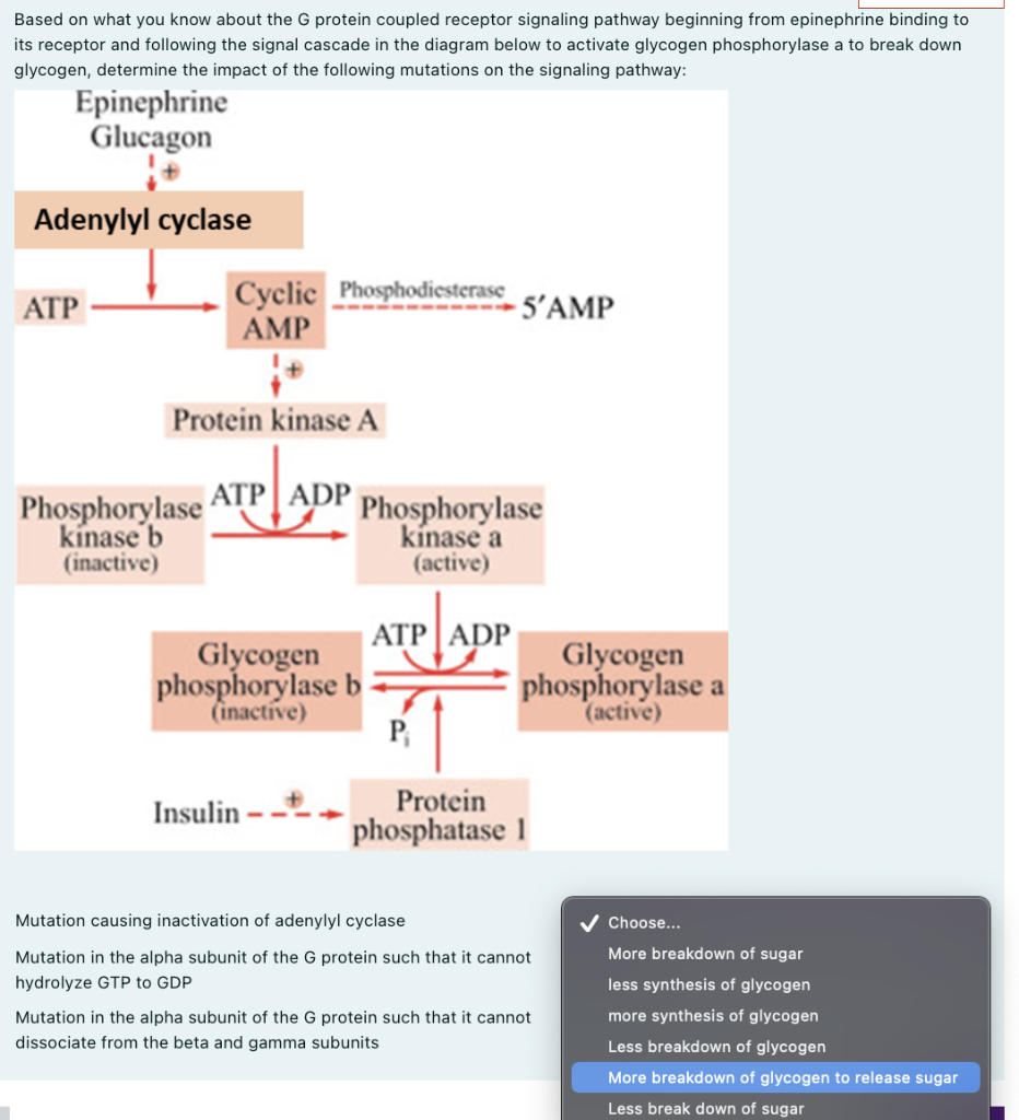 Solved Based on what you know about the G protein coupled | Chegg.com