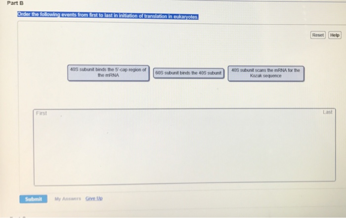 Solved Order the following events from first to last in | Chegg.com