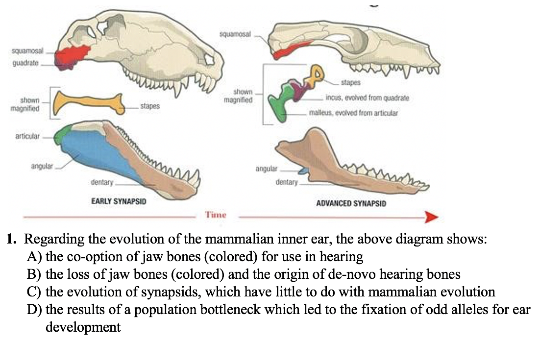 Solved squamosal squamosal guadrate shown magnified shown | Chegg.com