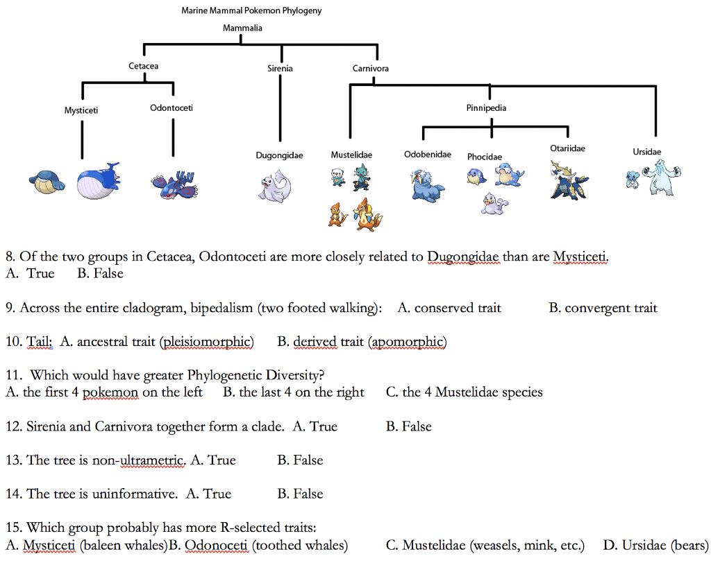 Solved Marine Mammal Pokemon Phylogeny Mammalia Cetacea | Chegg.com