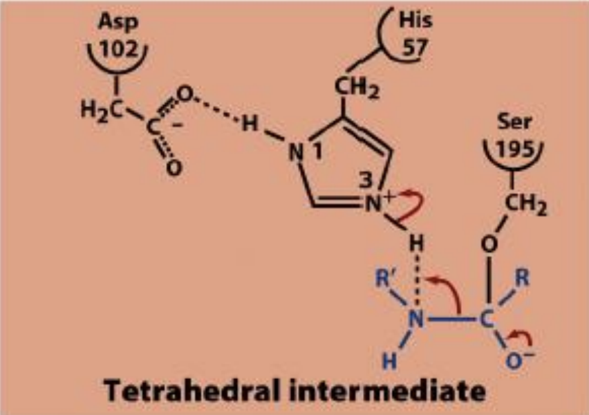 Solved The So Called “tetrahedral Intermediate” Occurs