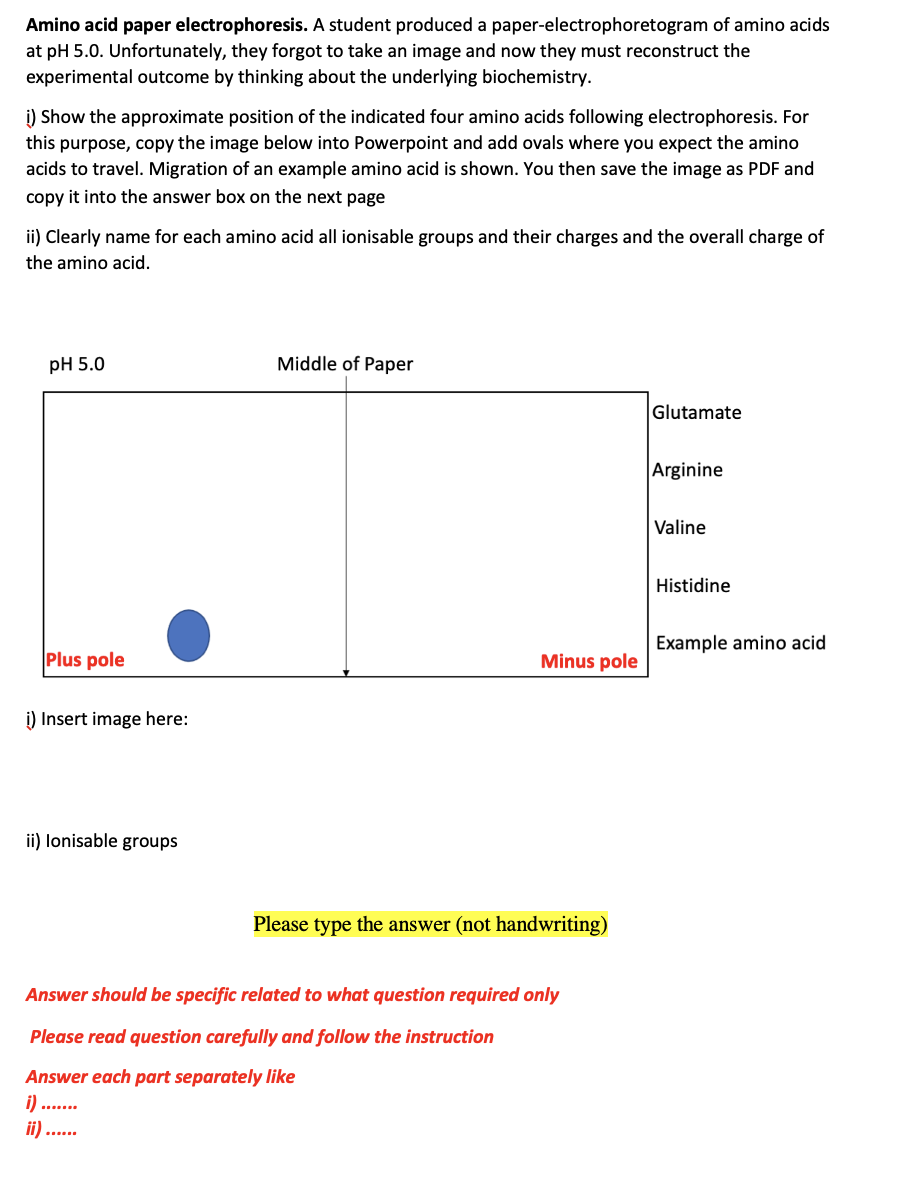 Solved Amino acid paper electrophoresis. A student produced | Chegg.com