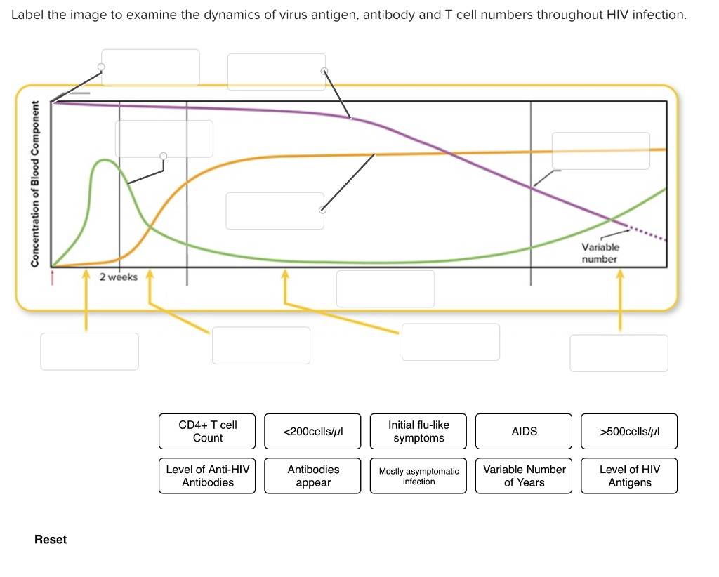 Solved Label the image to examine the dynamics of virus | Chegg.com