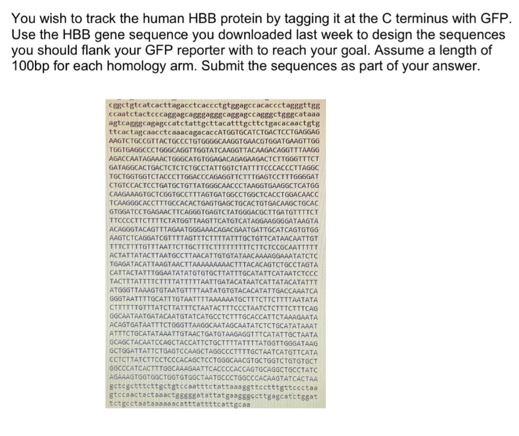 The HBB gene sequence is provided below. The UTRs are | Chegg.com