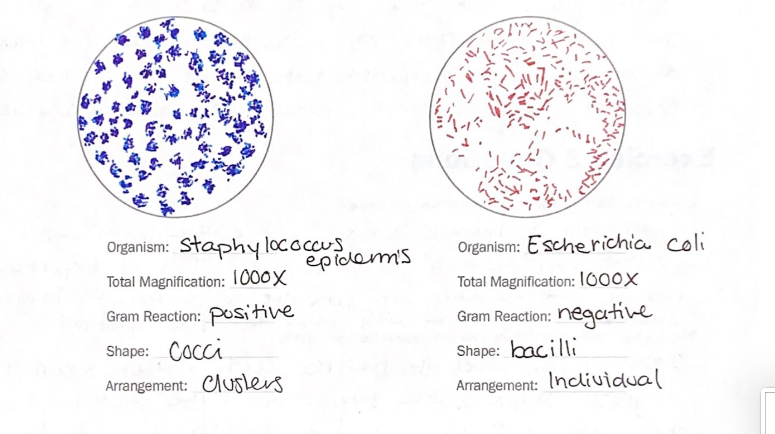 Solved Organism: Staphylococcus epidemm's Total | Chegg.com