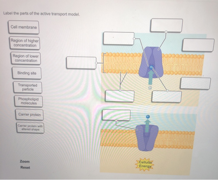 Solved Label the parts of the active transport model. Cell | Chegg.com
