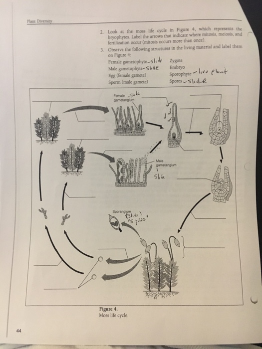 Solved: Plant Diversity 2. Look At The Moss Lafe Cycle In ... | Chegg.com