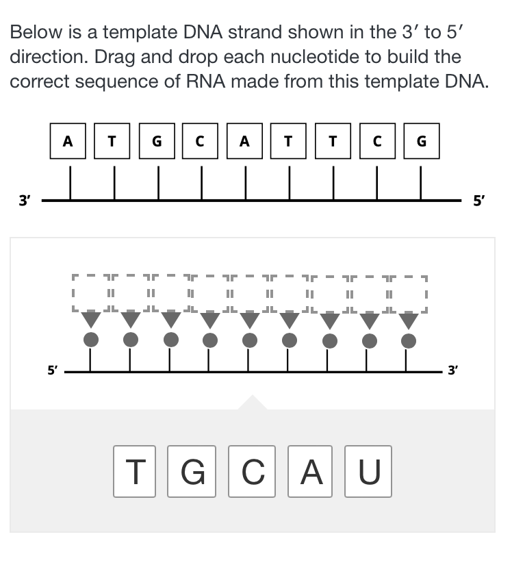 Solved Below is a template DNA strand shown in the | Chegg.com