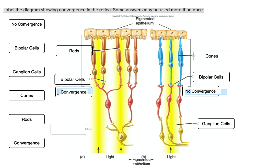 Solved Label the diagram showing convergence in the retina. | Chegg.com
