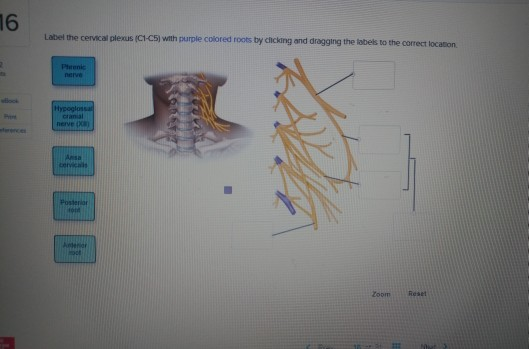 Solved Label the cervical plexus (C1-C5 with purple colored | Chegg.com