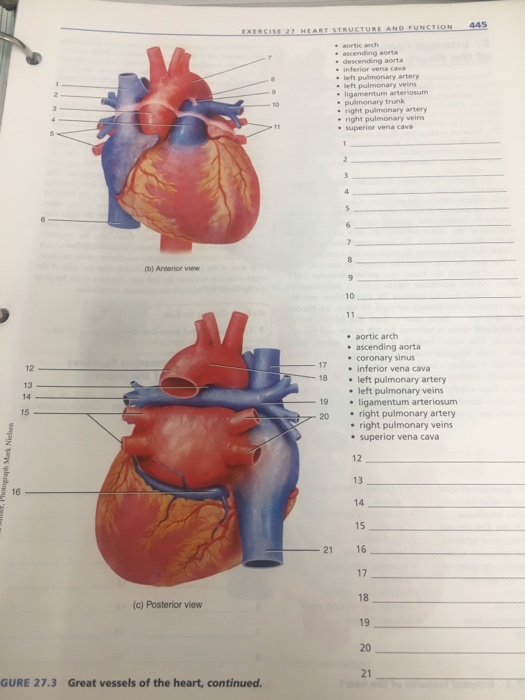 Solved EXERCISE 27 HEART STRUCTURE AND FUNCTION 443 , | Chegg.com