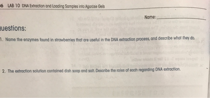 Solved 6 LAB 10 DNA Extraction and Loading Samples into | Chegg.com