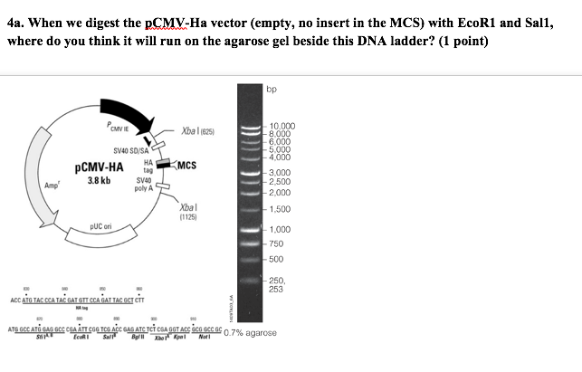 Solved 4a. When we digest the pCMV-Ha vector (empty, no | Chegg.com