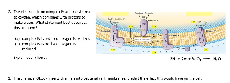 Solved 2. The electrons from complex IV are transferred to | Chegg.com
