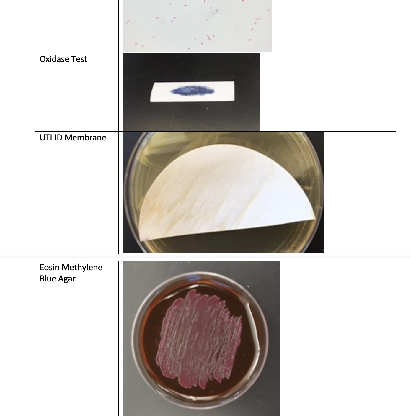 When microbiologists isolate bacteria, the identity | Chegg.com